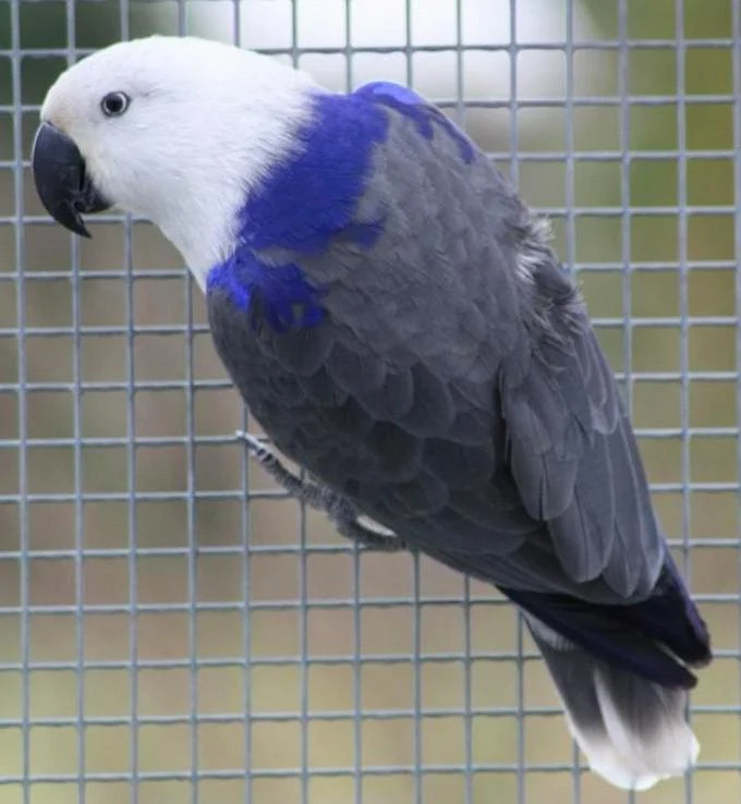 This Cute Rare Blue Ecclectus Parrot 🦜 | Scrolller
