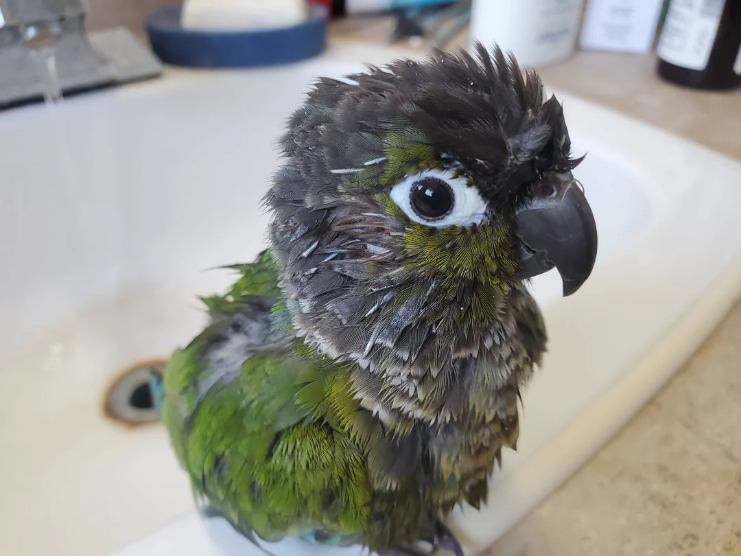 Wazzo is pretty spiky these days | Scrolller