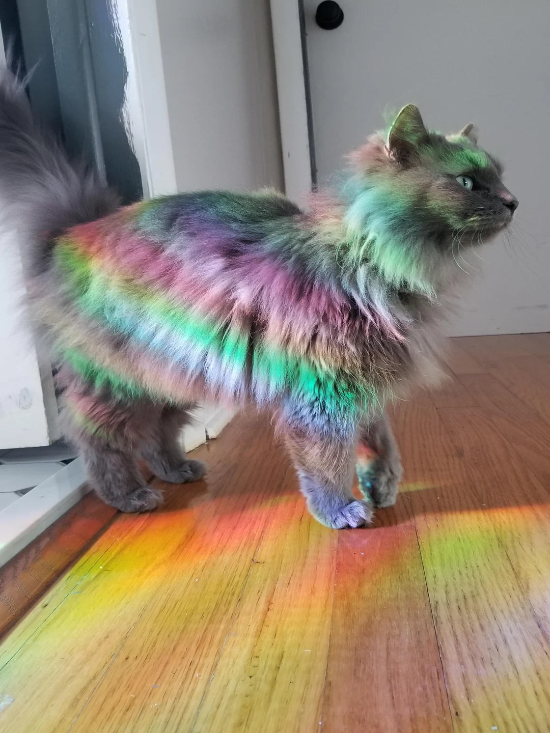 Rainbow Floof. | Scrolller