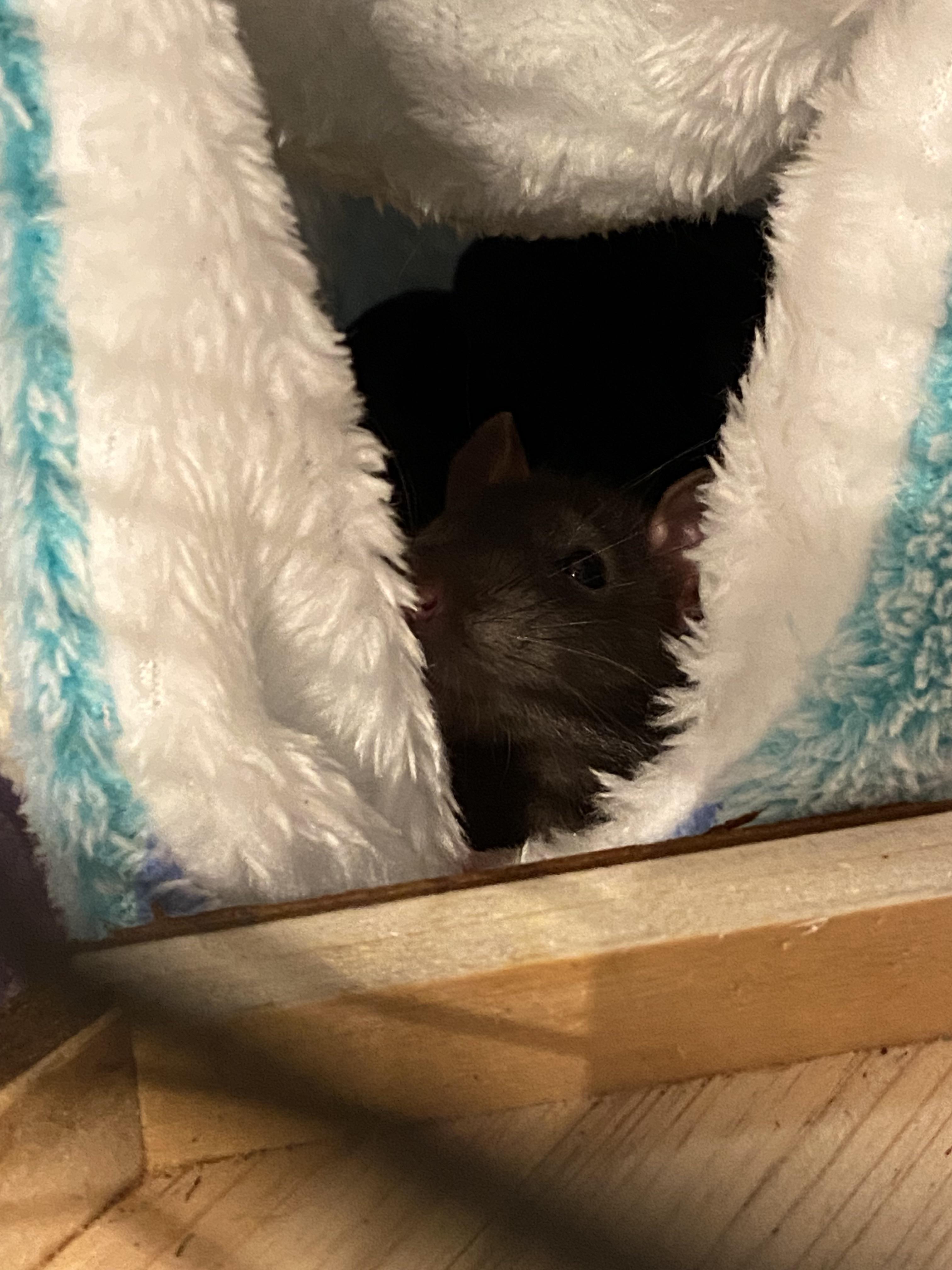 Tips on handling training | Scrolller