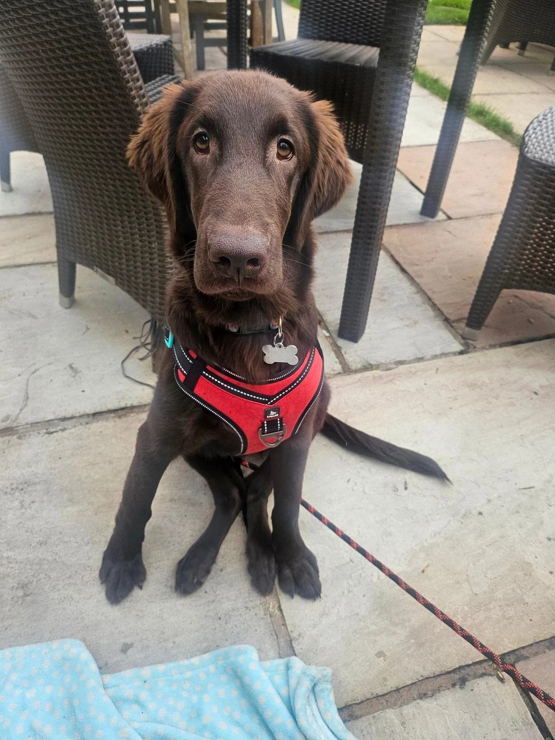 Dale's Legs | Scrolller