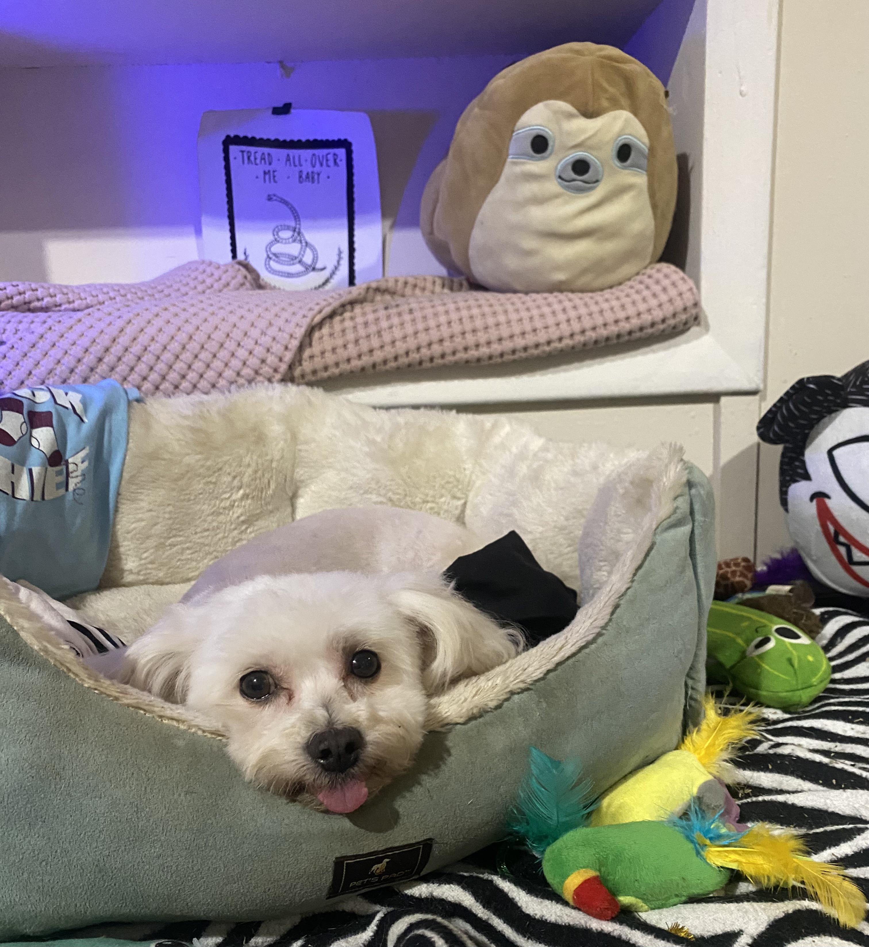 Little Melon blep | Scrolller