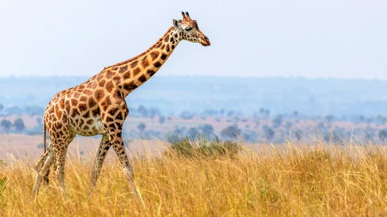 Oh my God, the beauty of the giraffe and its long neck . | Scrolller