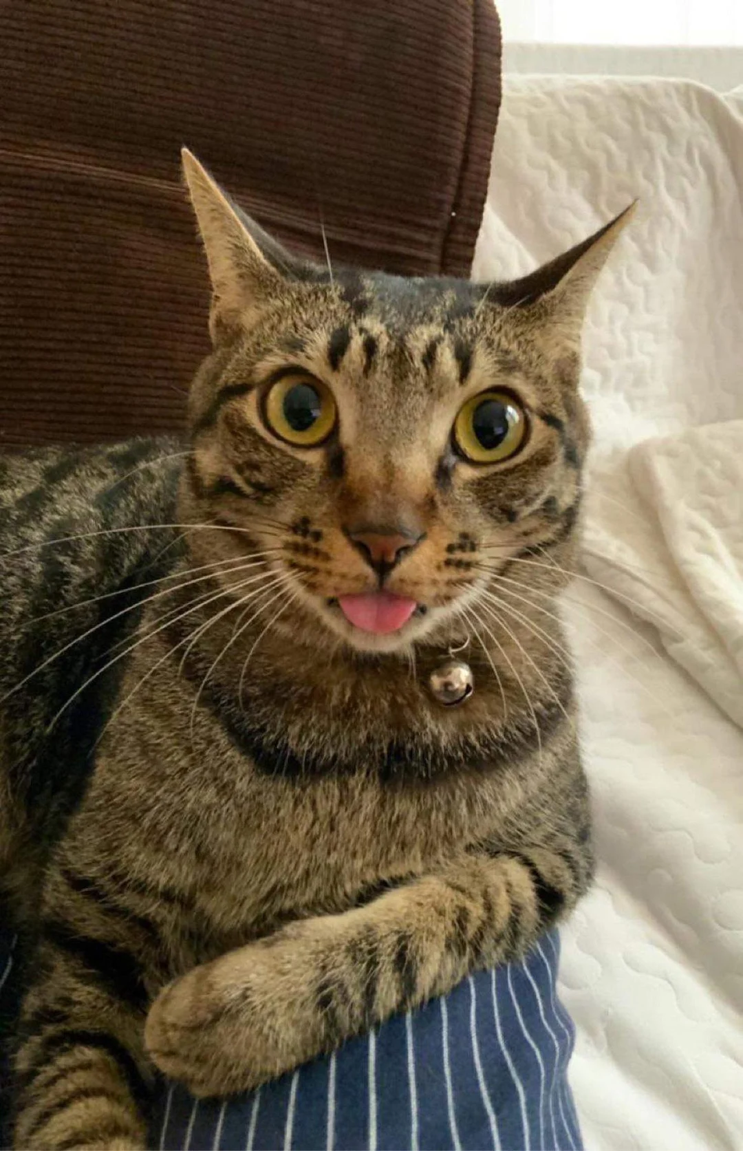 A small cat themed dump | Scrolller