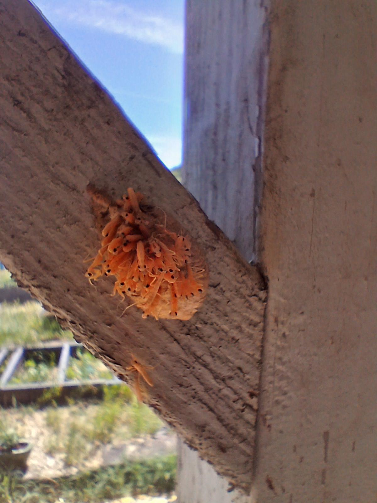 Praying Mantis | Scrolller