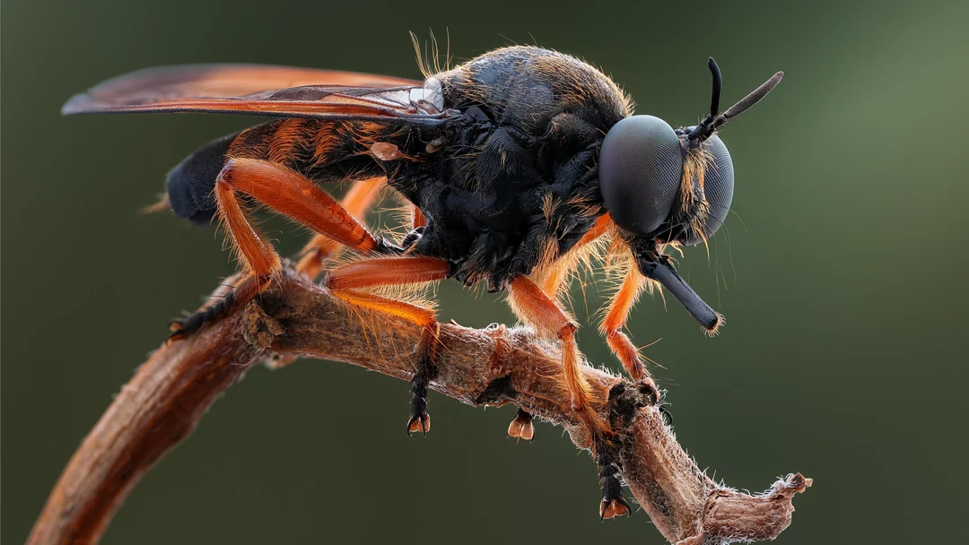 [3840x2160] Macro Insect | Scrolller