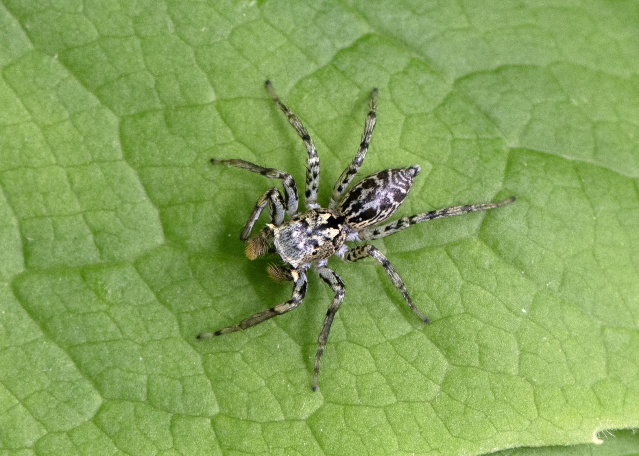 Look at the pattern! A beautiful dimorphic jumping spider. | Scrolller