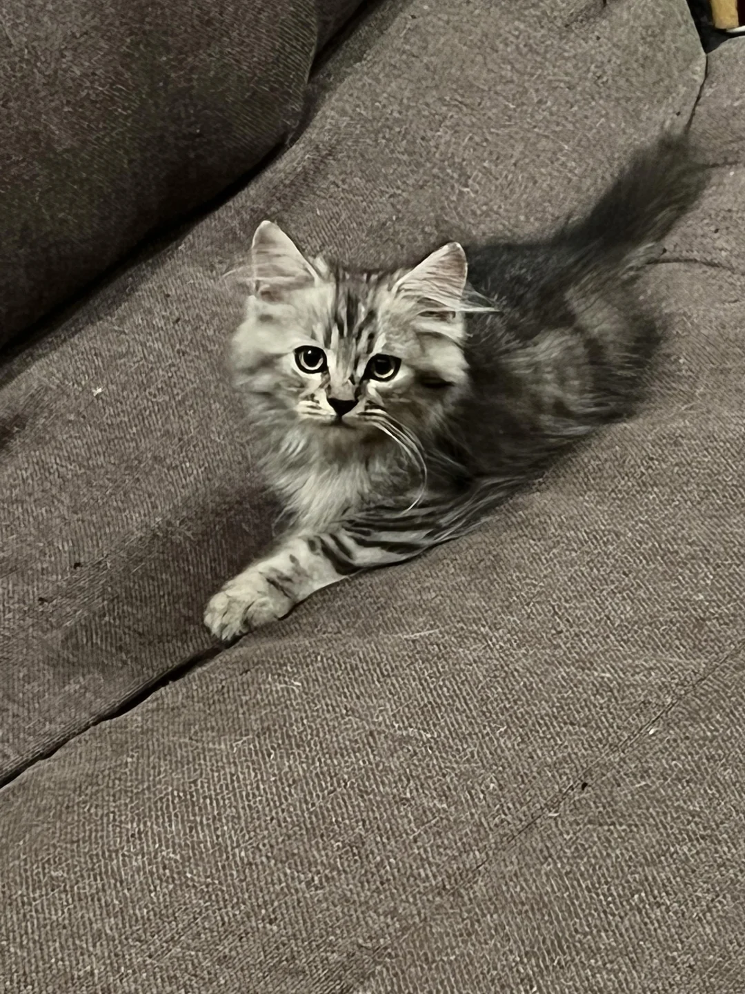 Meet Coco :) | Scrolller