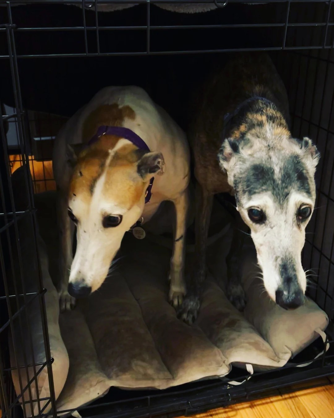 Crate trained one and the other just followed | Scrolller