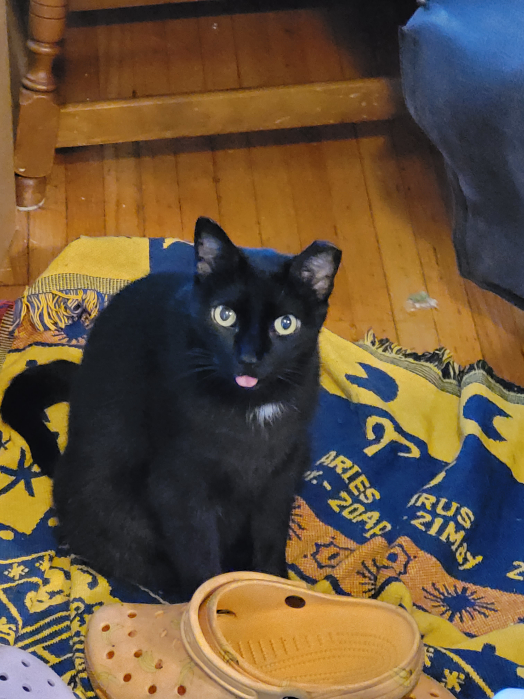 Introducing Maru; AKA Queen of Blep; AKA "Baby with Tounge Out!" | Scrolller