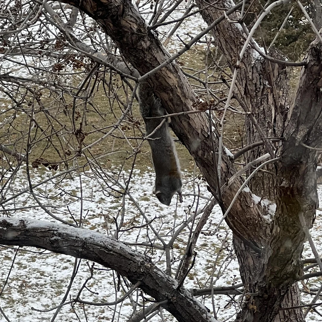 Acrobat squirrel | Scrolller
