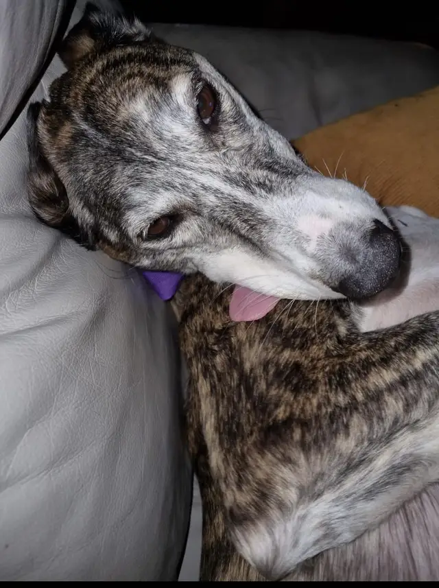 Belly Rub turns her into a goofball. | Scrolller