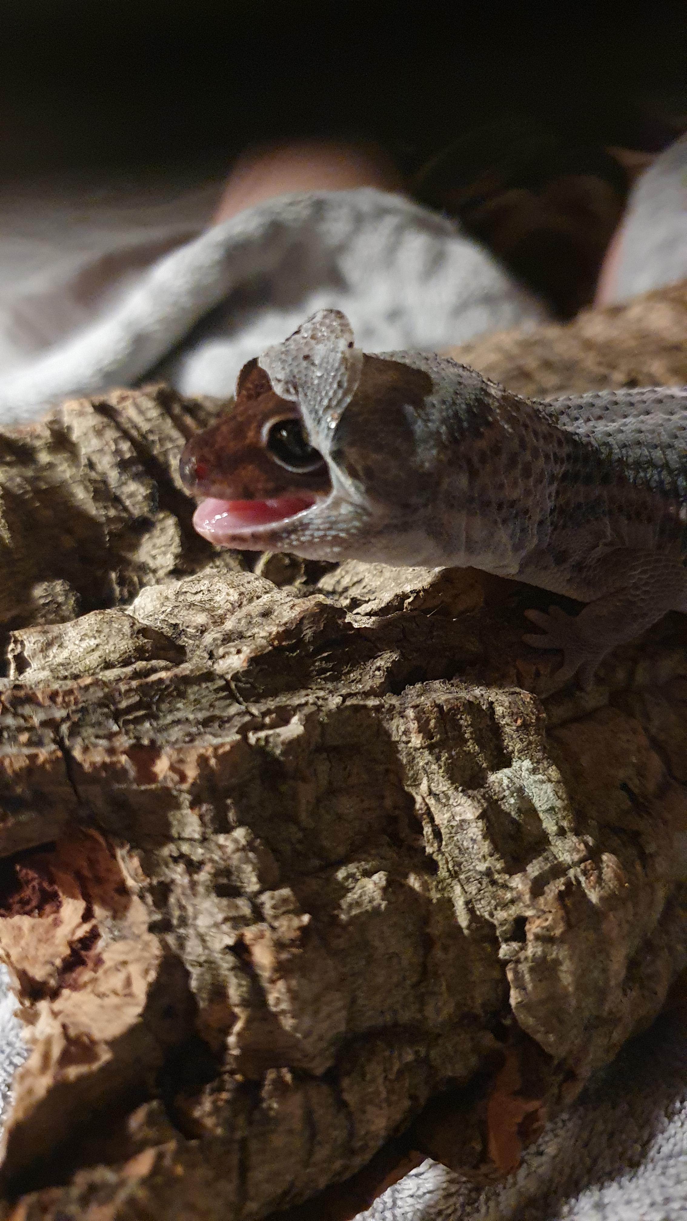 Shedding! | Scrolller