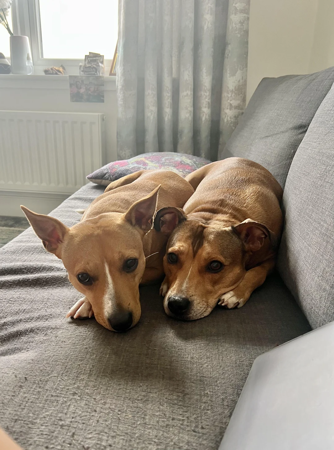 2 pals 🐶 | Scrolller