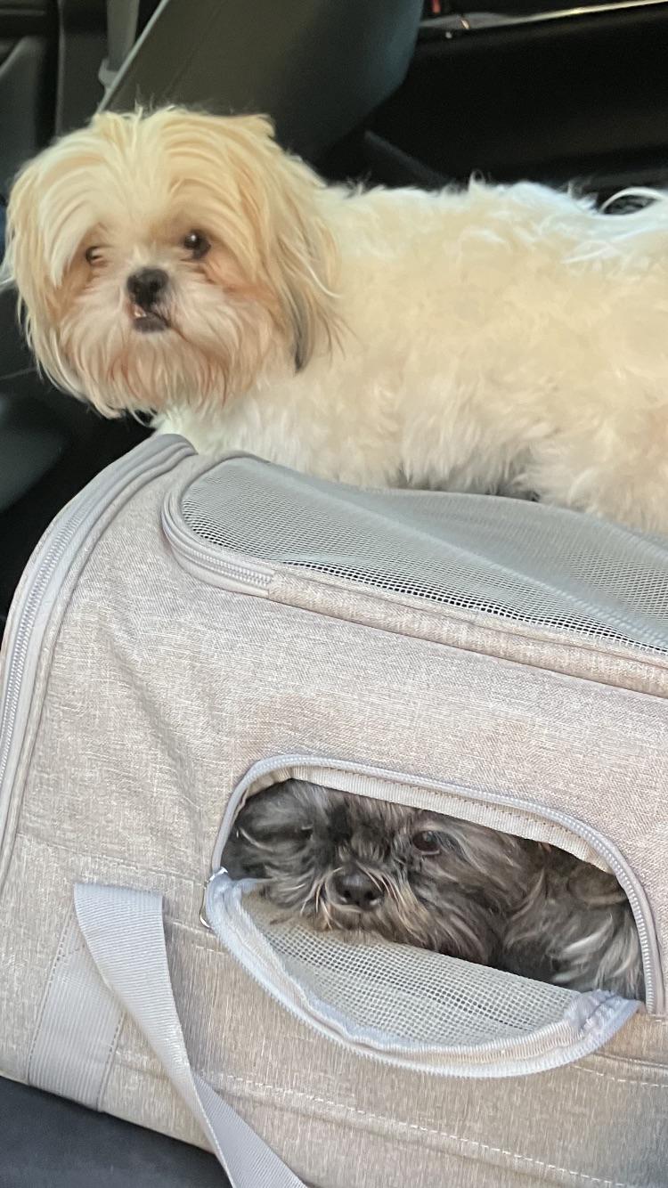 Tzus in transport | Scrolller