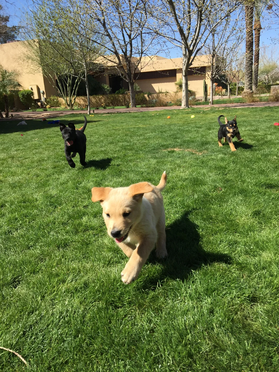 Happy puppies | Scrolller