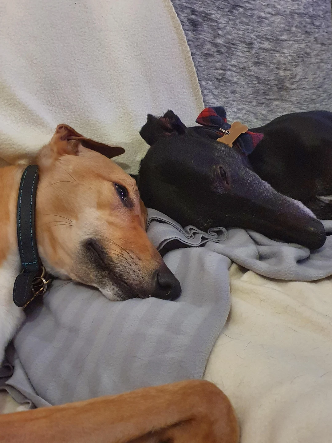 Our recent house move have brought these two lovebirds even closer | Scrolller