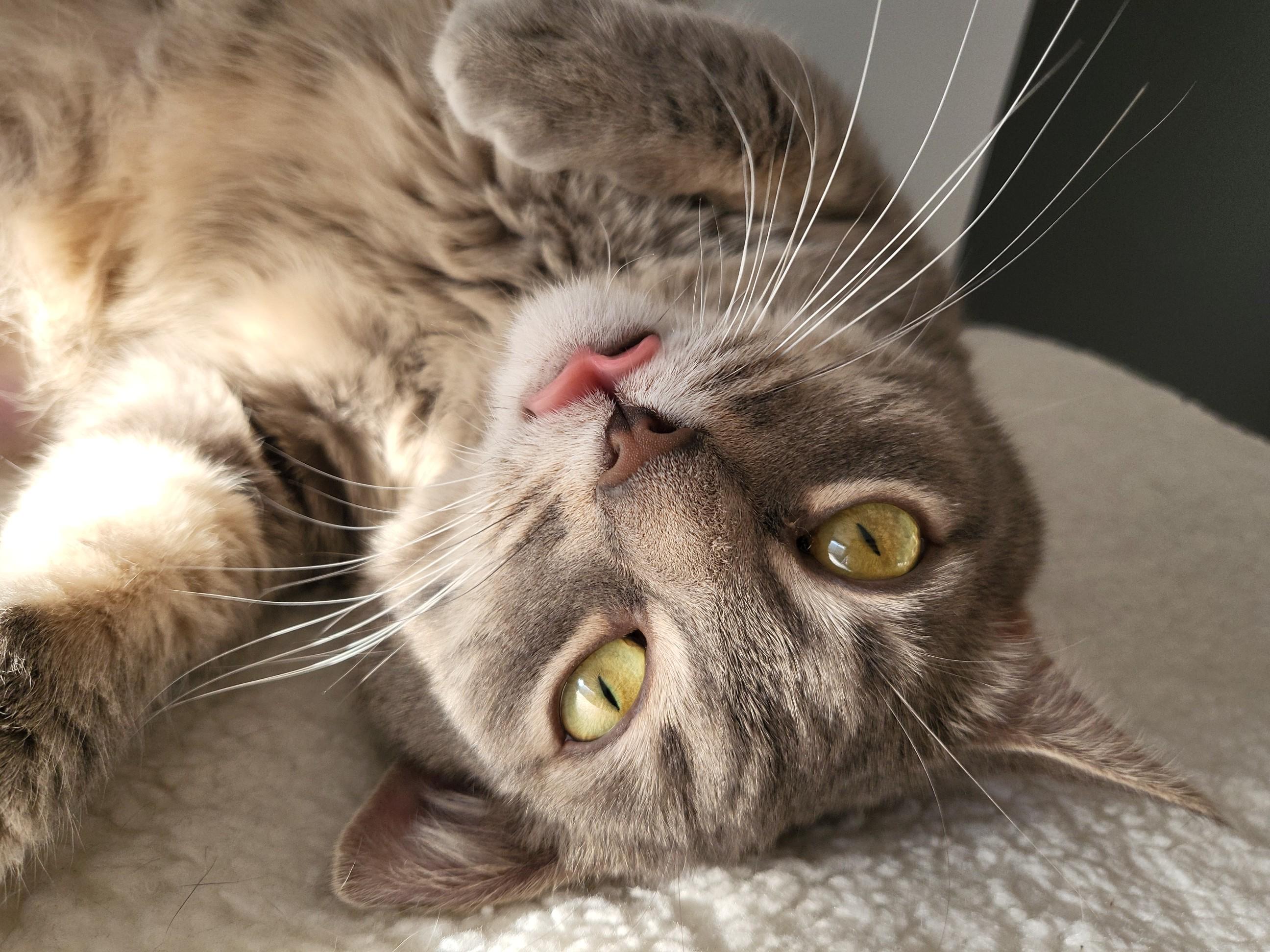 Elegant Blep | Scrolller