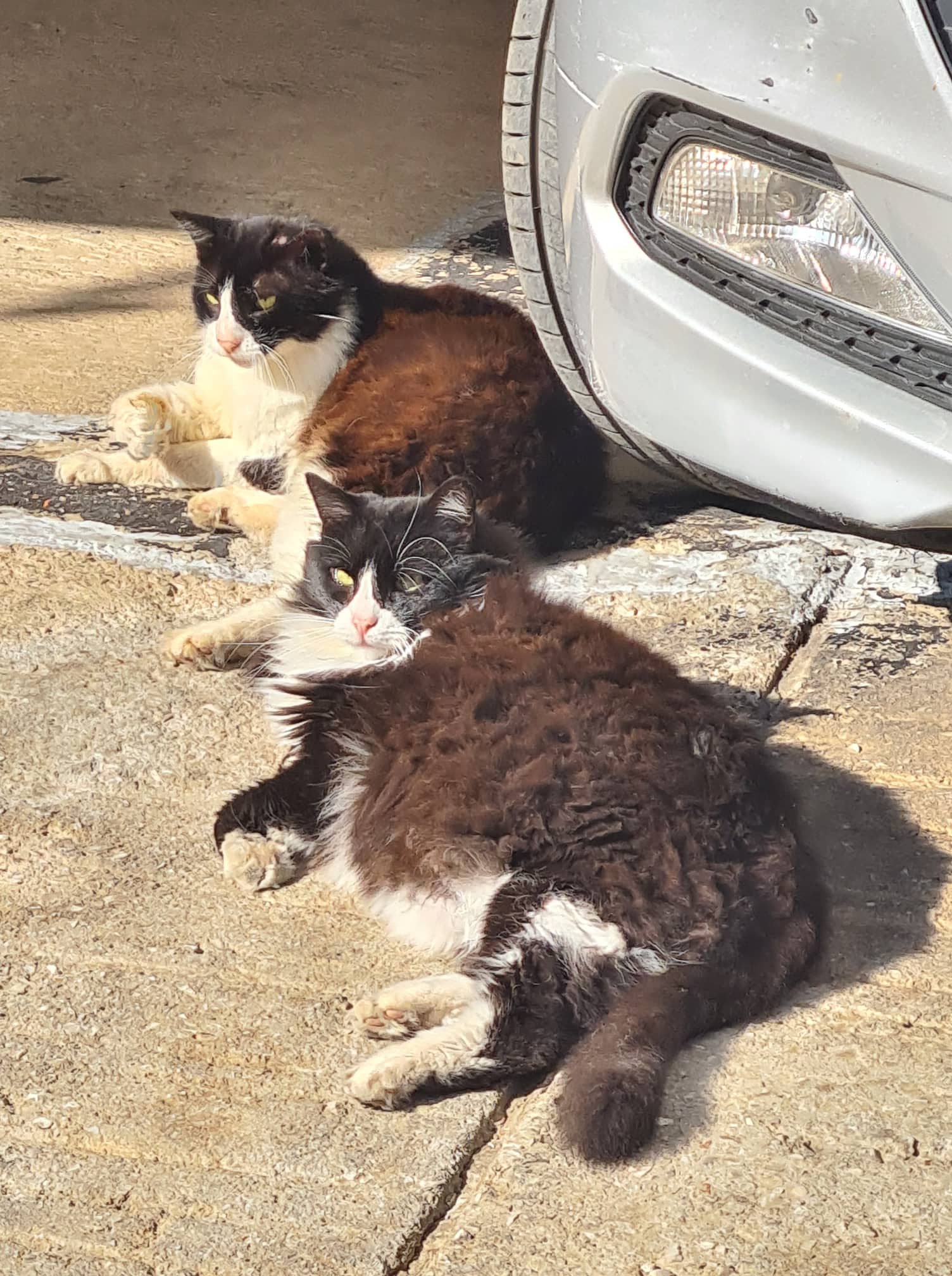 [OC] Chunky | Scrolller