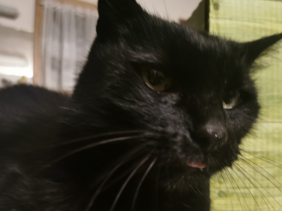 Finally a small Blep | Scrolller