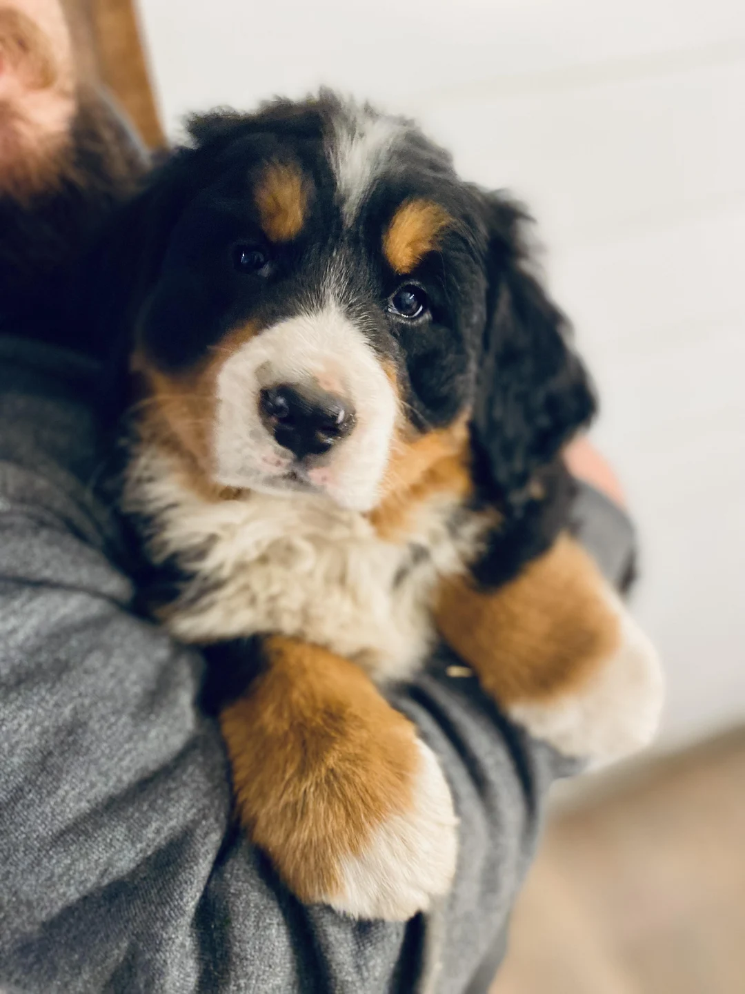 Bernese | Scrolller