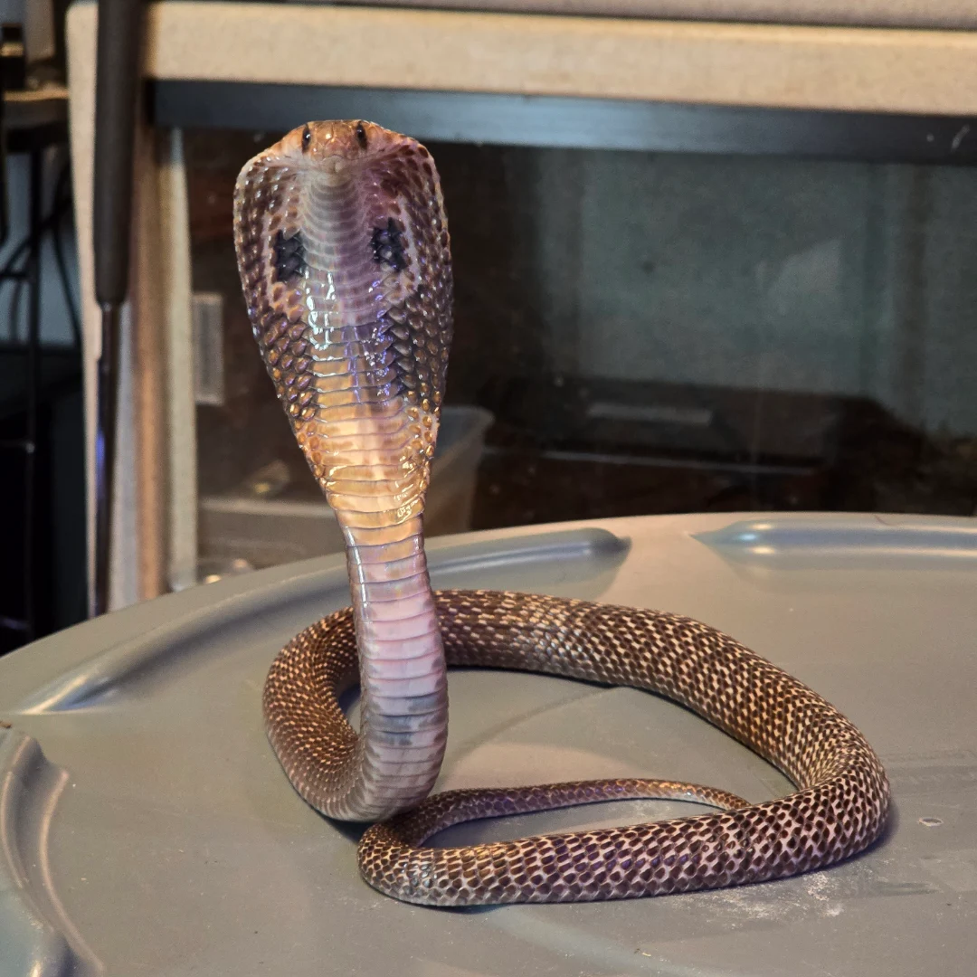 Steve doing Steve things | Scrolller