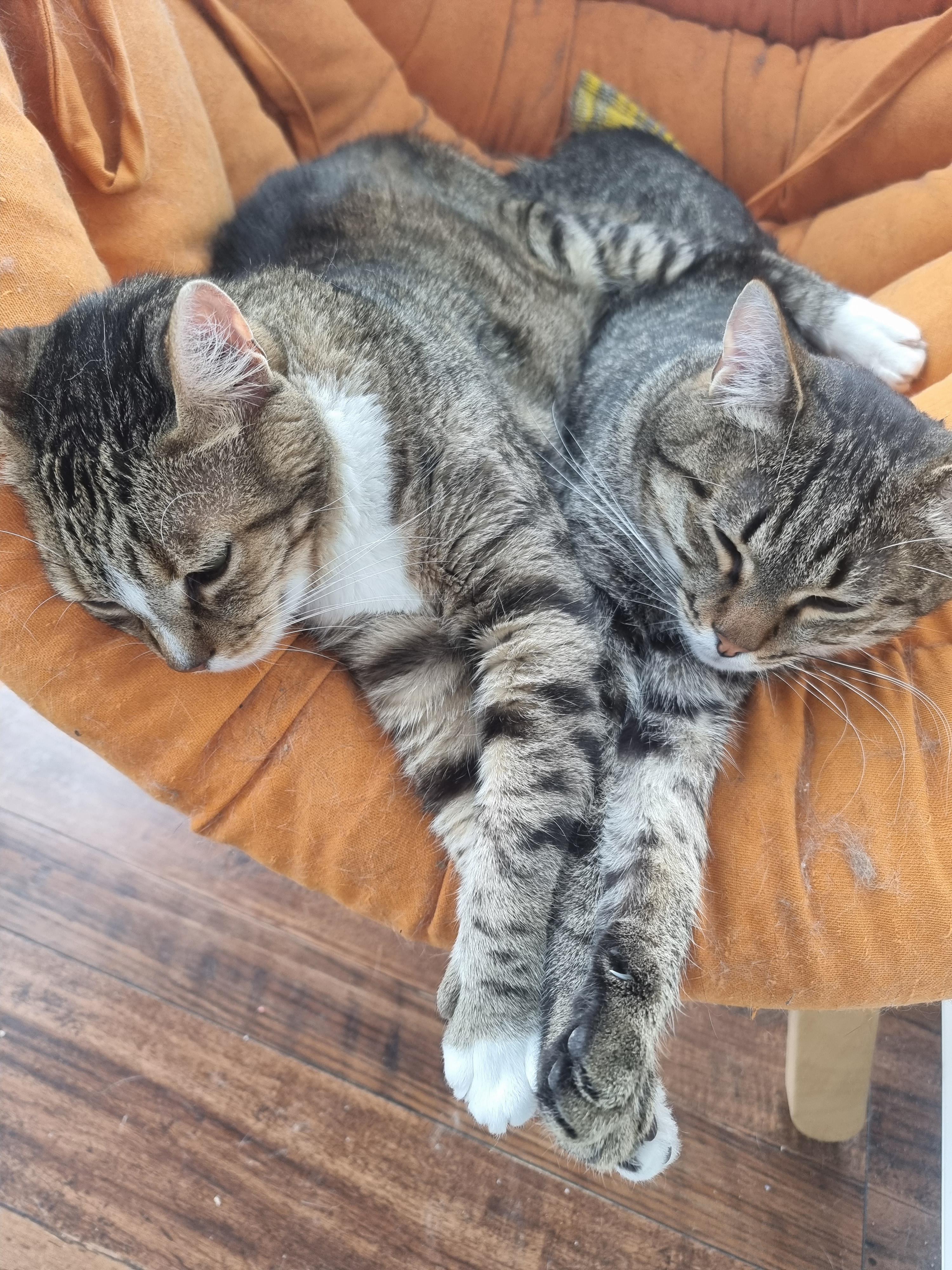 Multy paws | Scrolller