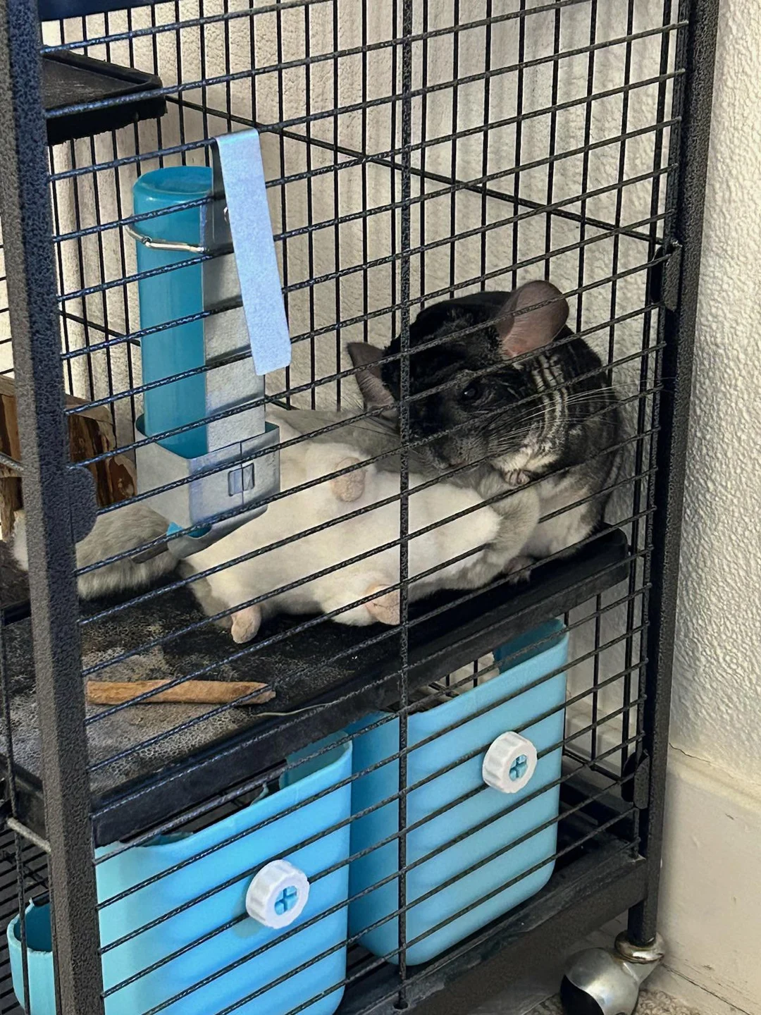 Snuggle buddy | Scrolller