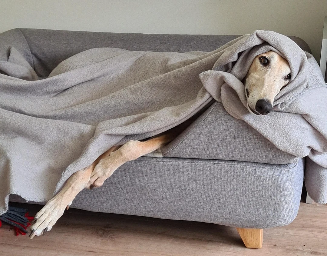 Lito lying comfy in his bed 😉 | Scrolller