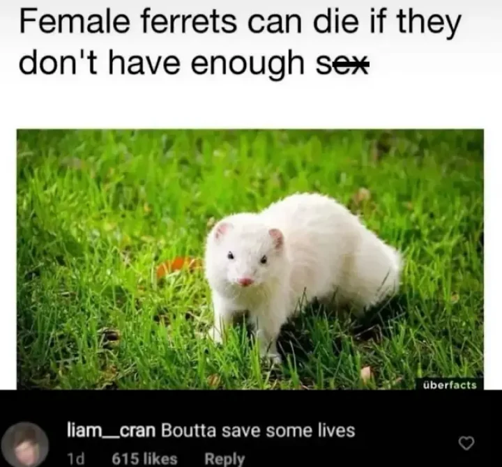 Ferret fact | Scrolller