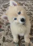 This Cute Pomsky Puppy 🐶 | Scrolller