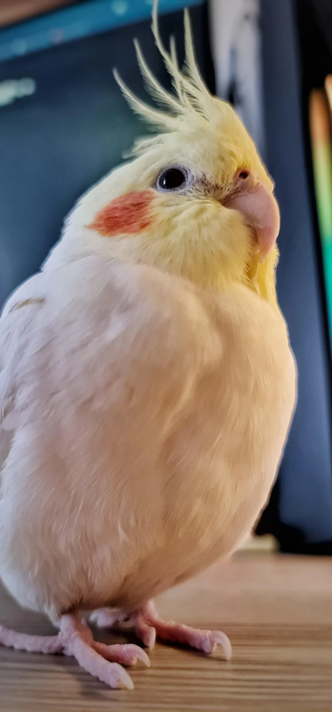 Discover more like Cockatiel: Hamlet says henlo and Related Content | Scrolller