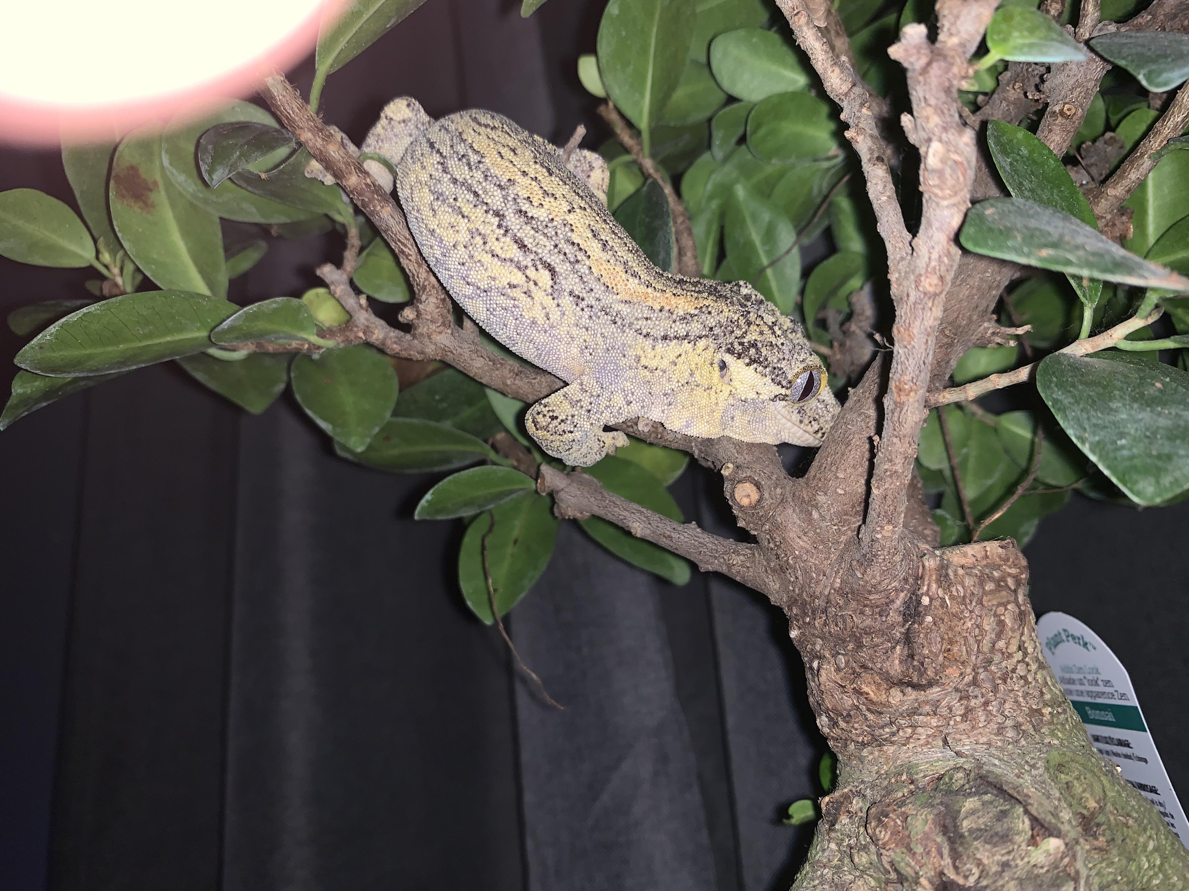 Morticia in her new Bonsai | Scrolller