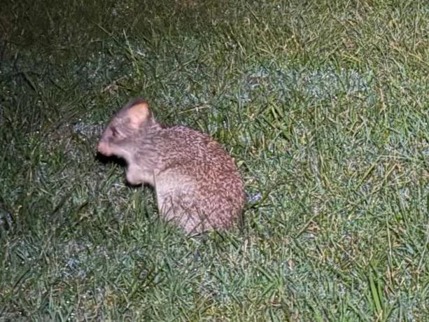 What is this critter? | Scrolller