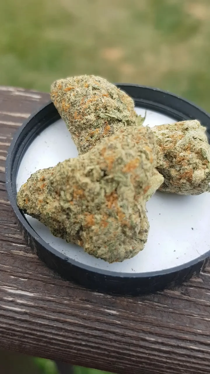 24K Gold Strain | Scrolller