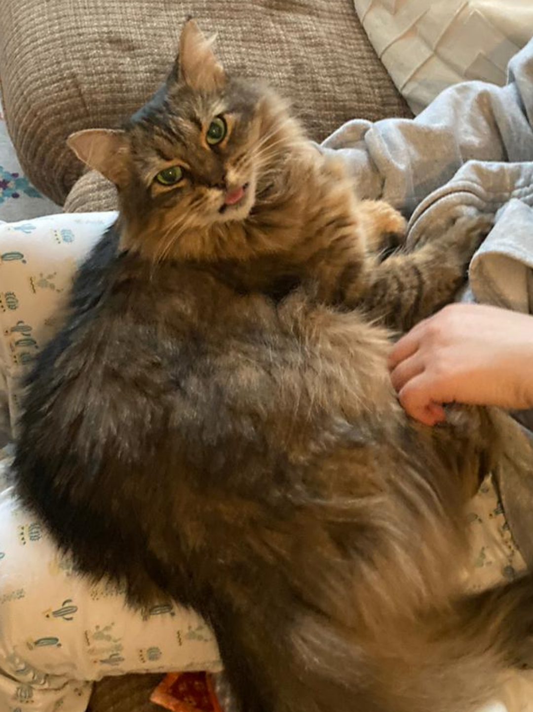 Blep for Days | Scrolller