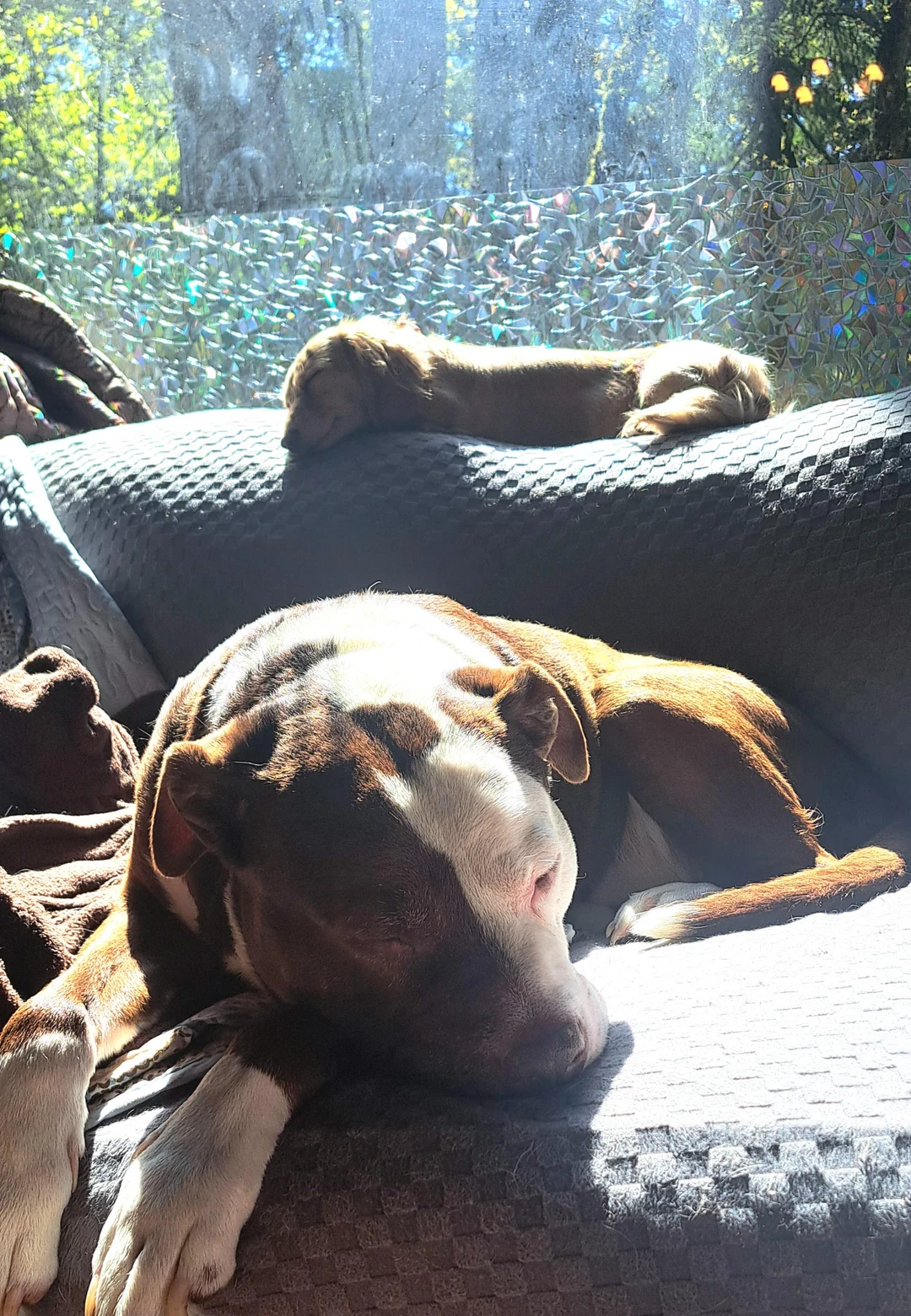 Apollo and Maple | Scrolller