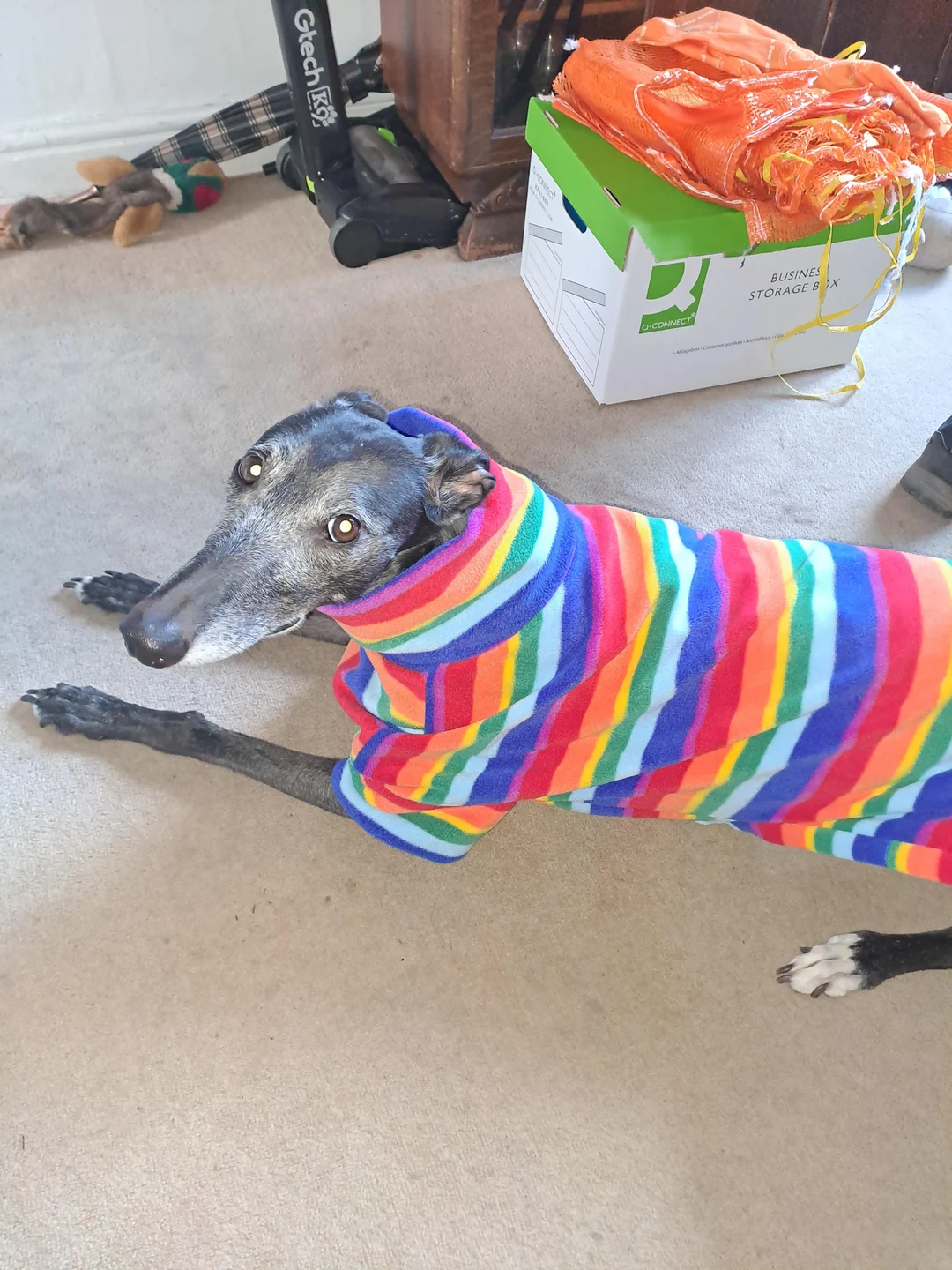 New coat! | Scrolller