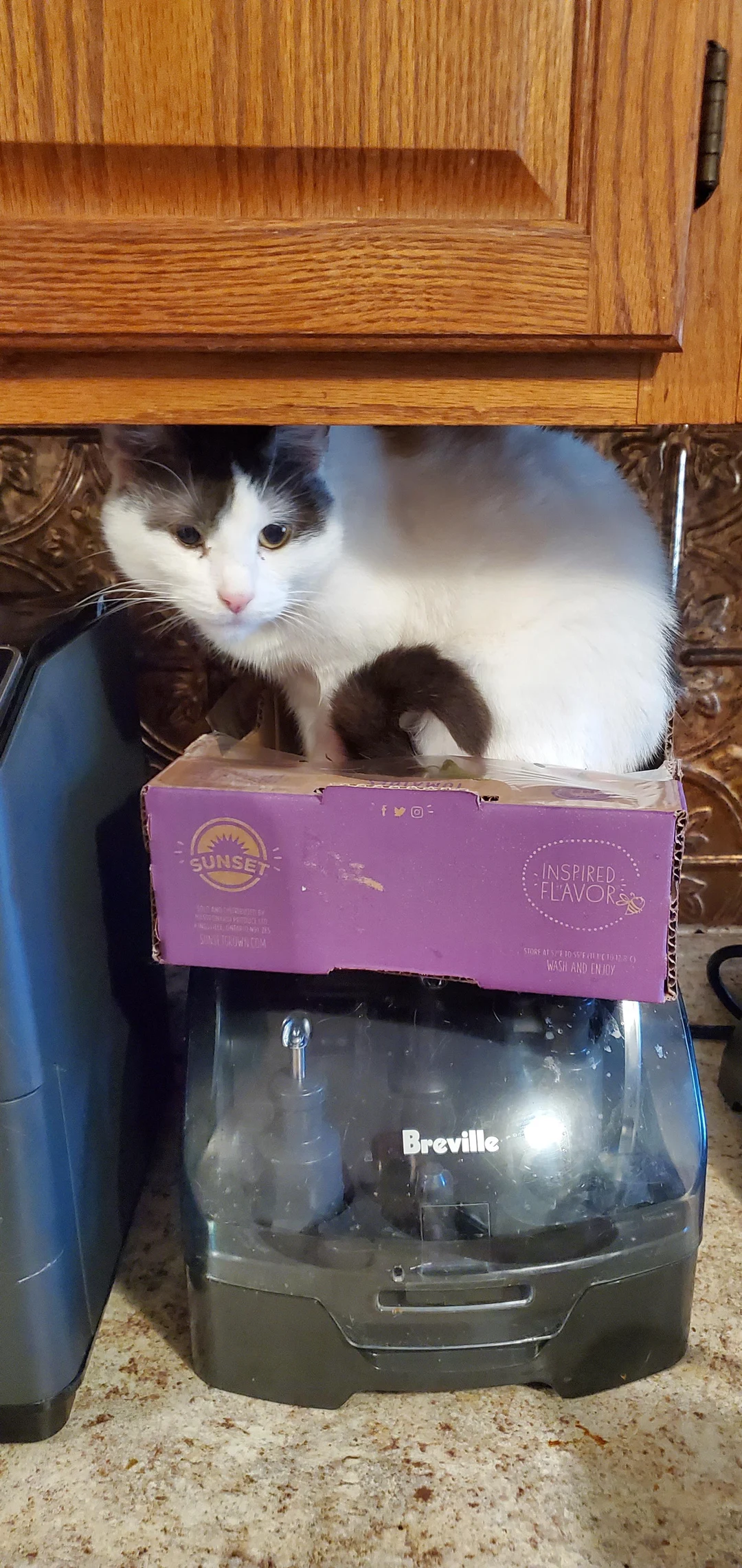 Gemma sharing the cat trap with some tomatoes from Costco | Scrolller