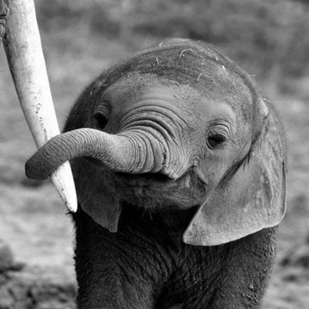 "Hold my tusk when we cross the road" | Scrolller