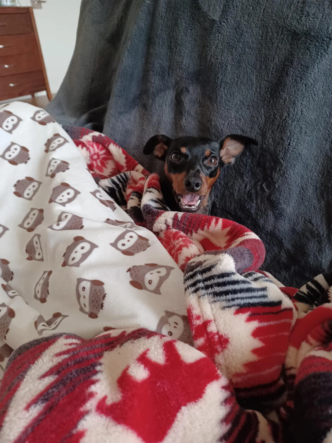 She never has enough blankets | Scrolller