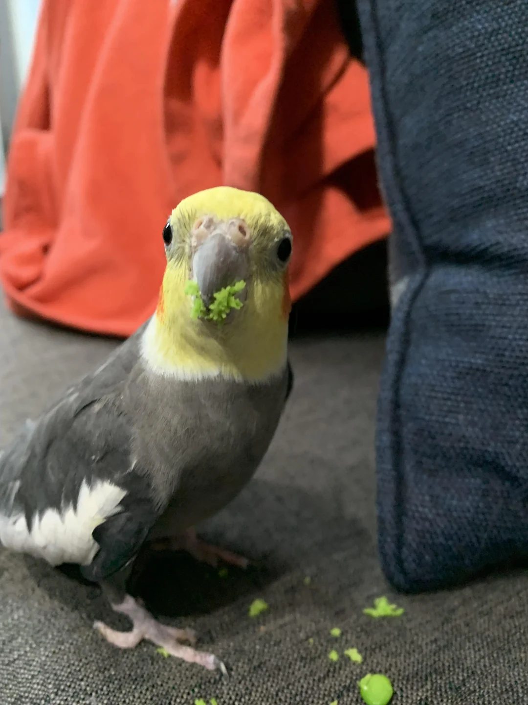 My bird finally ate a vegetable!!!! | Scrolller