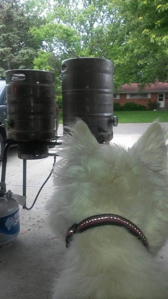 Home Brewing Supervisor | Scrolller