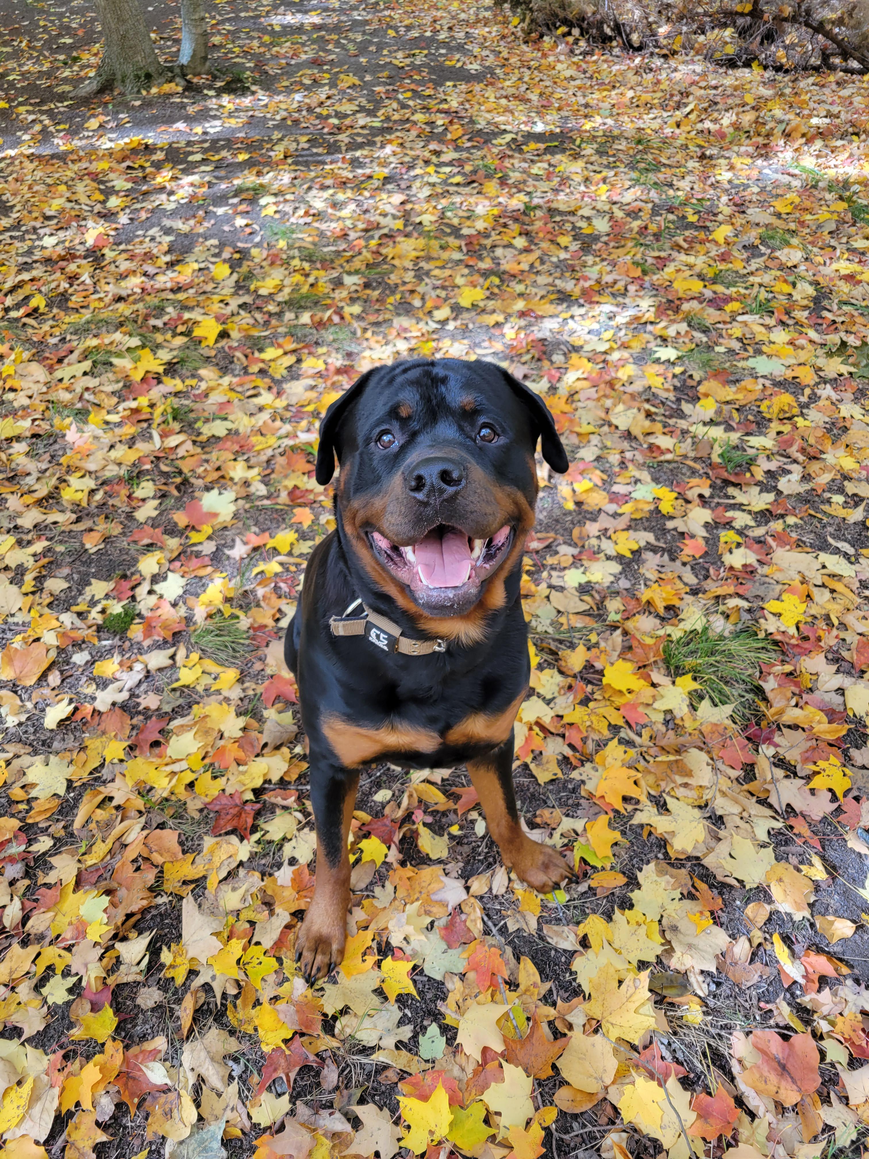 Fall walks with my sidekick are the best | Scrolller