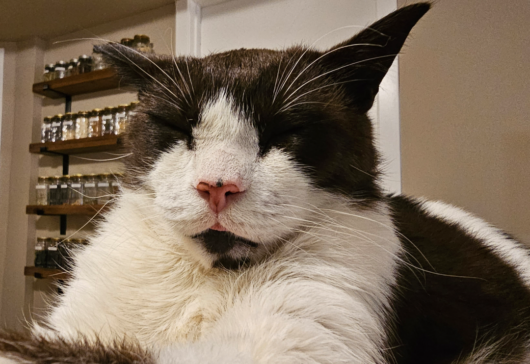 Big boy, tiny blep. | Scrolller