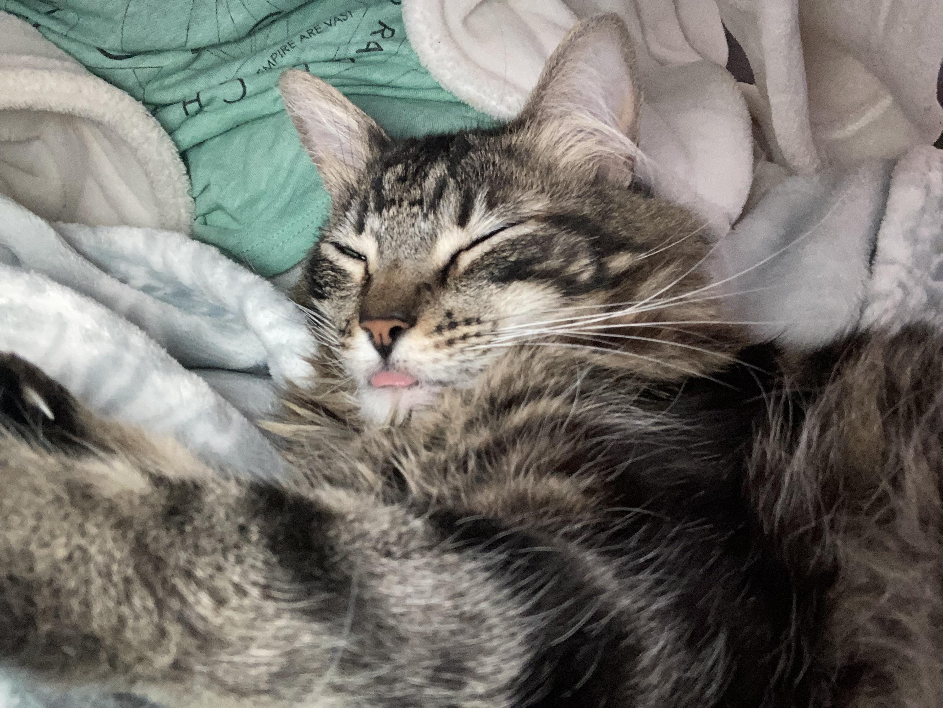 Sleepy blep | Scrolller