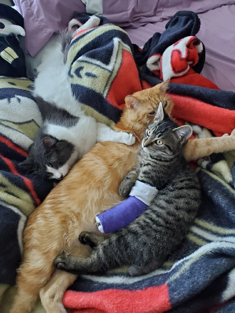 Bob and Gabe help Marcel the foster (cast) with a cuddle pile. | Scrolller