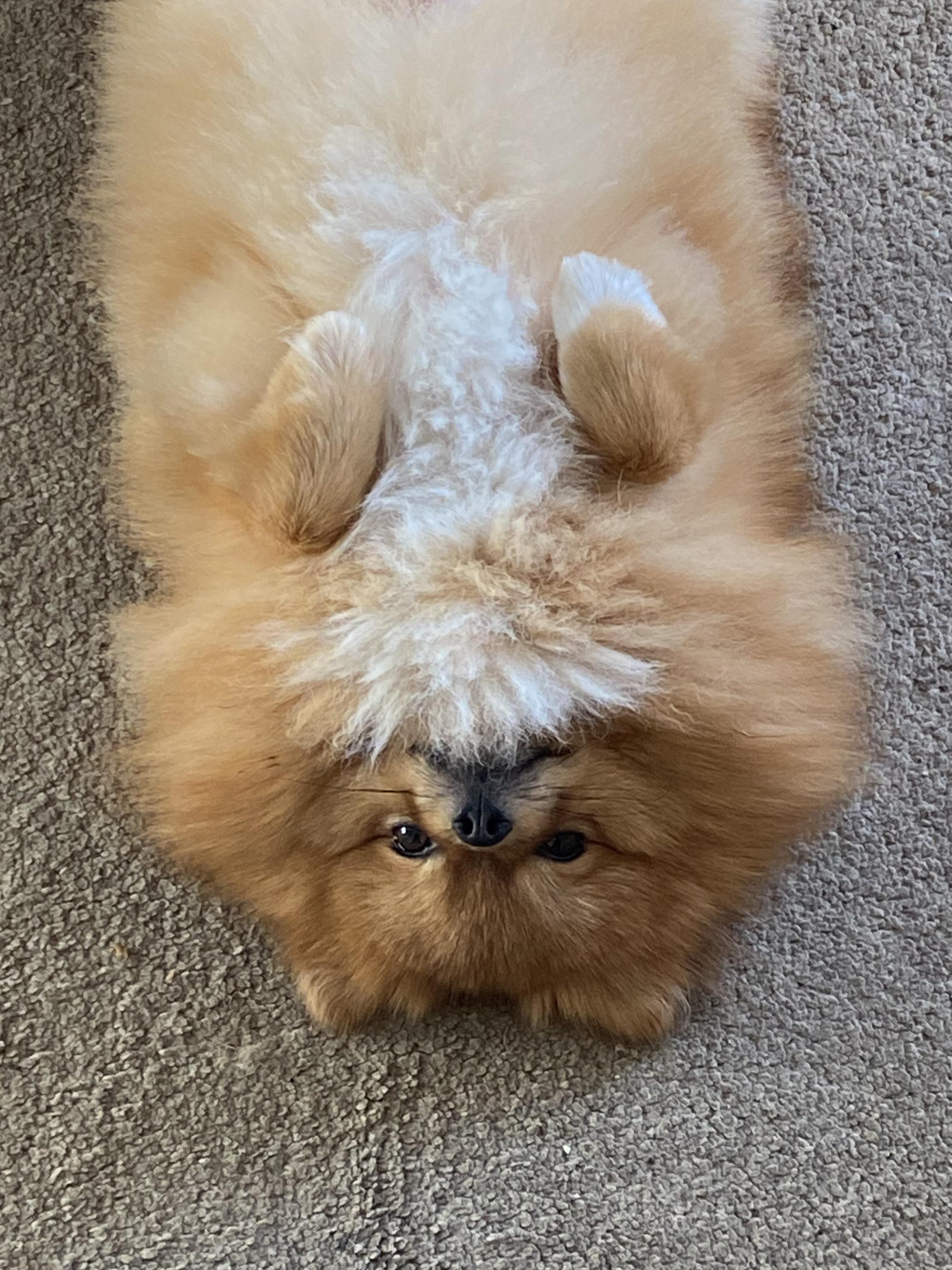 Upside down fluff | Scrolller