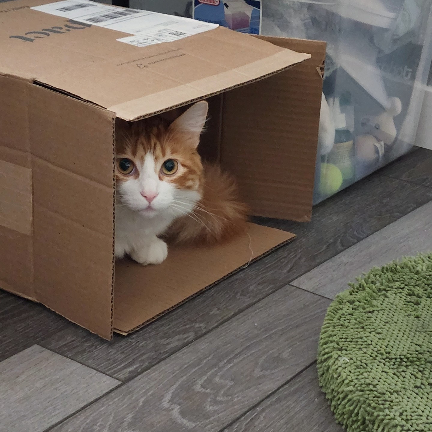 Cats love all kinds of boxes and bags! | Scrolller