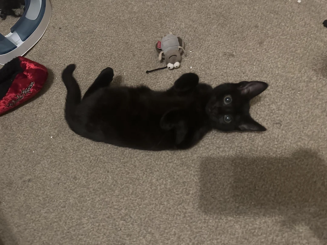 Smol floof | Scrolller